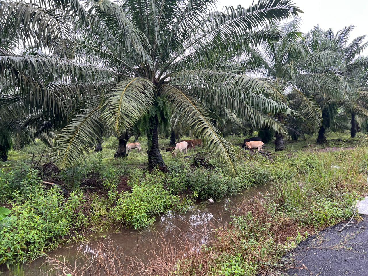 OPERASI PASCA BANJIR DI KAWASAN KAMPUNG SUNGAI PENDERAM | Official ...